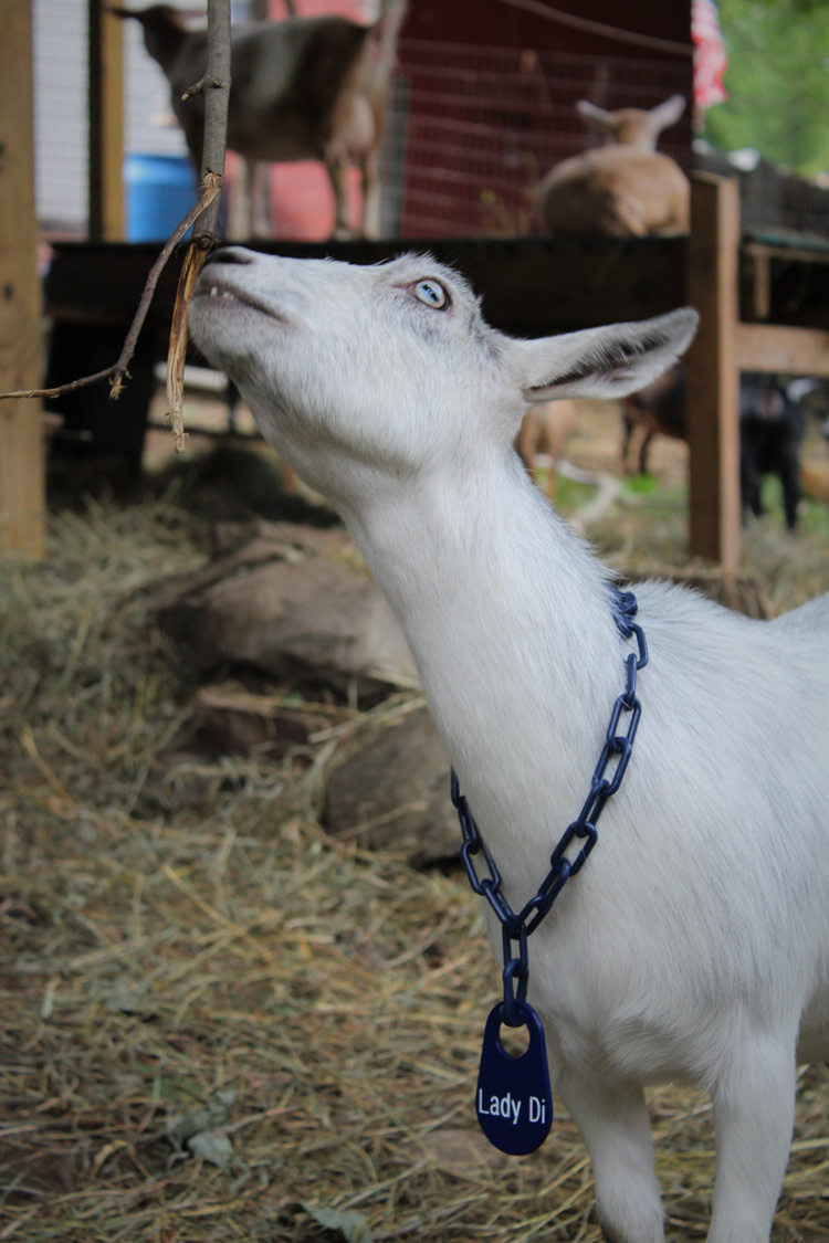 Goat Tags | Goat Identification | Goat Ear Tag
