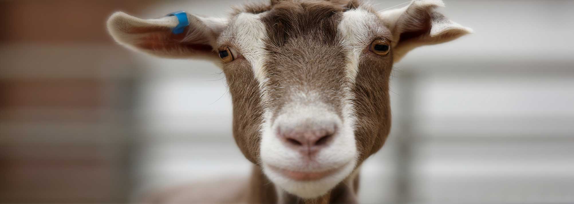 Goat Tags | Goat Identification | Goat Ear Tag