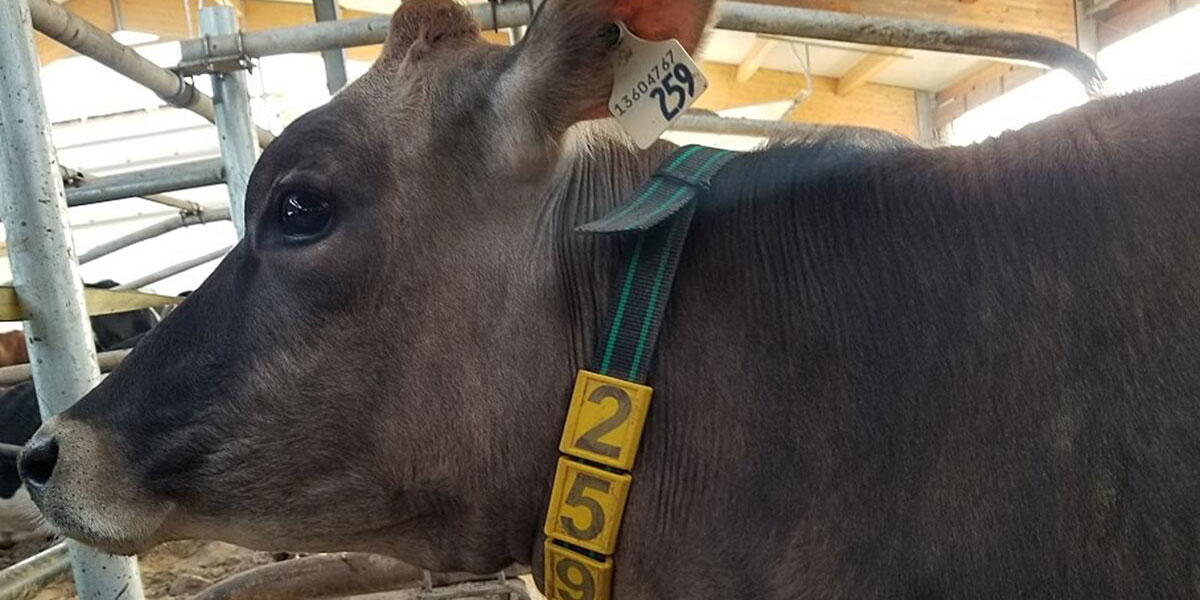 Dairy Collar Tags