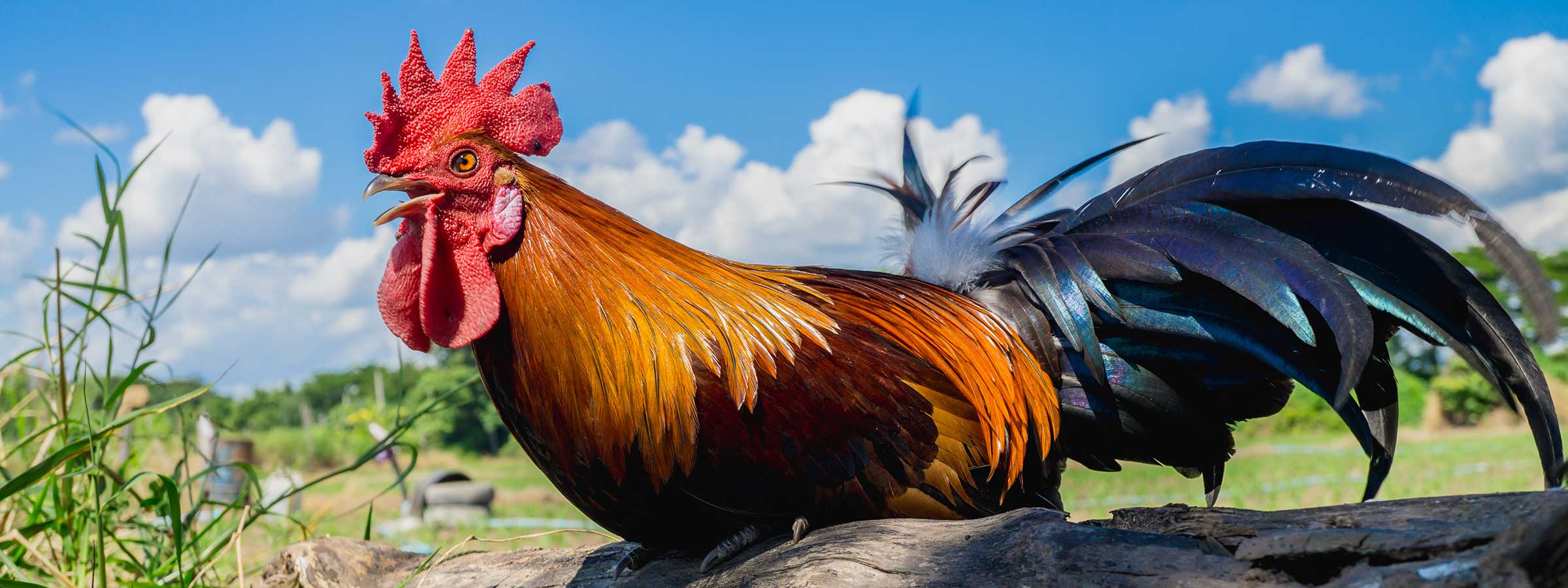 Livestock Ear Tags | Ketchum Mfg. Co.