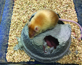 Lab animal refuge mouse hut