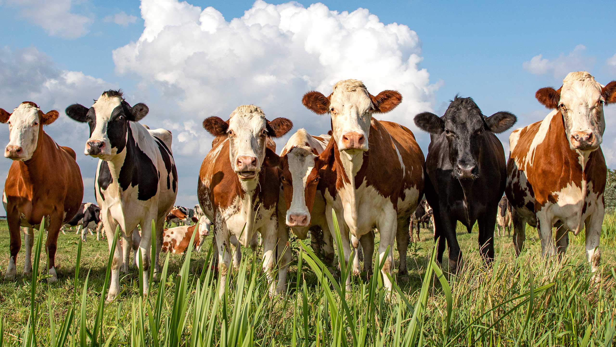 cattle sorting neck numbers